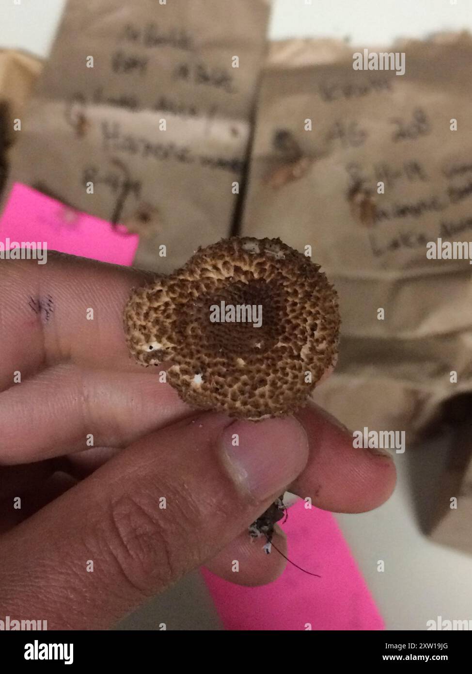 Freckled Dapperling (Echinoderma asperum) Fungi Stock Photo - Alamy