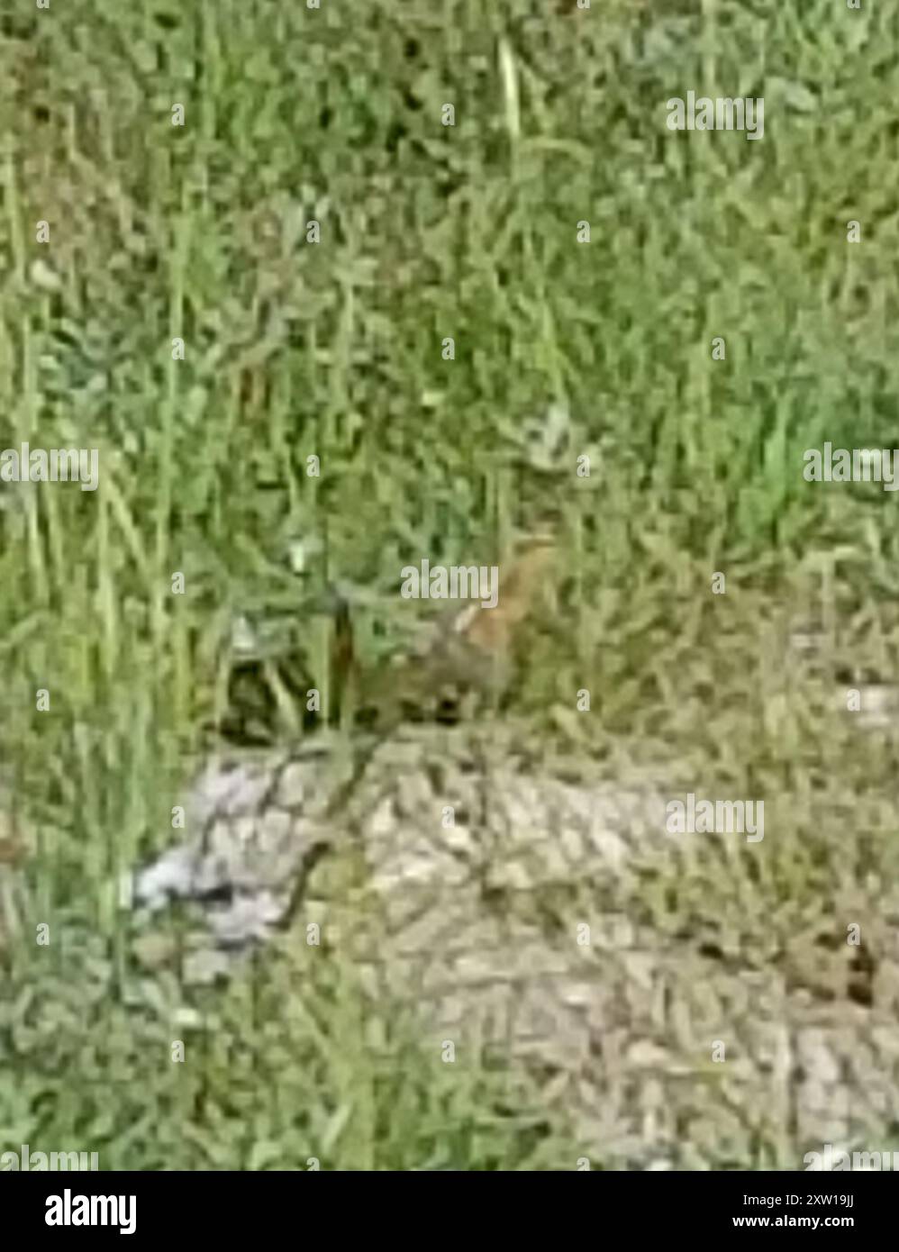 Western Chipmunks (Neotamias) Mammalia Stock Photo - Alamy