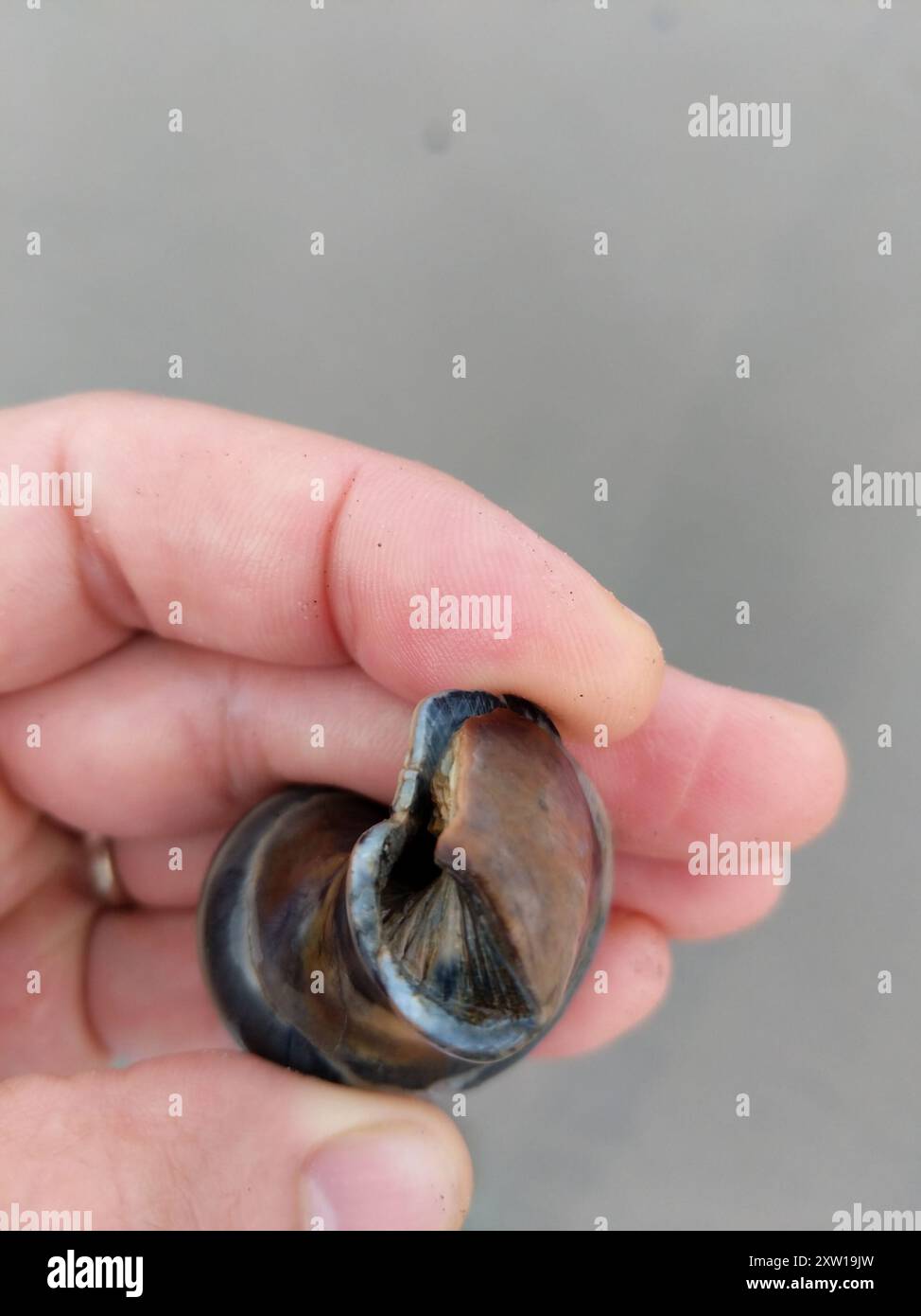 Shark Eye (Neverita duplicata) Mollusca Stock Photo - Alamy