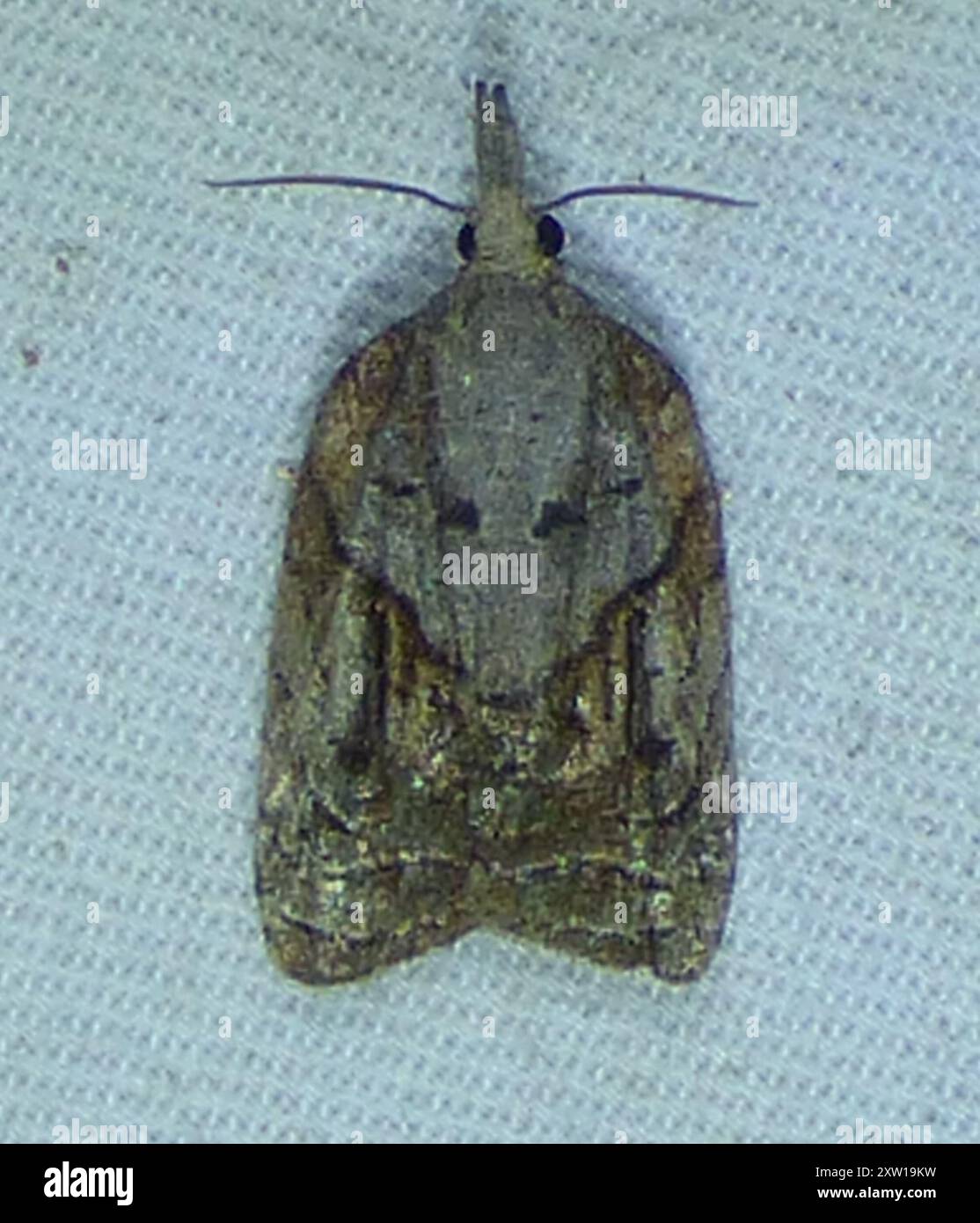 Tufted Apple Bud Moth (Platynota idaeusalis) Insecta Stock Photo - Alamy