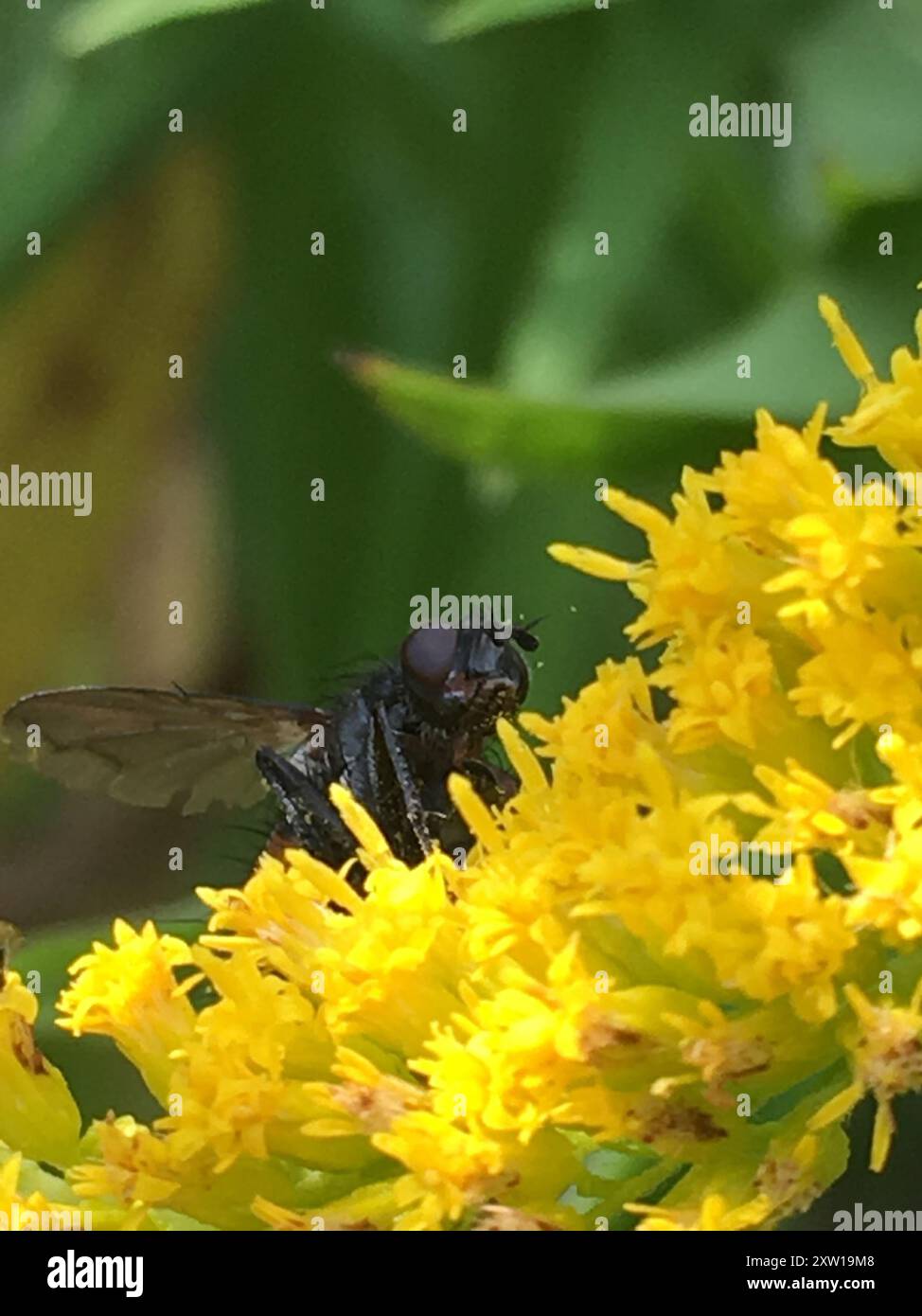 Red Spotted Parasite Fly (Eriothrix rufomaculata) Insecta Stock Photo ...