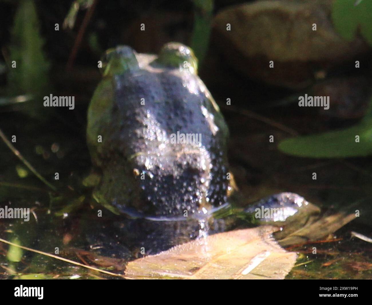 American Bullfrog (Lithobates catesbeianus) Amphibia Stock Photo - Alamy