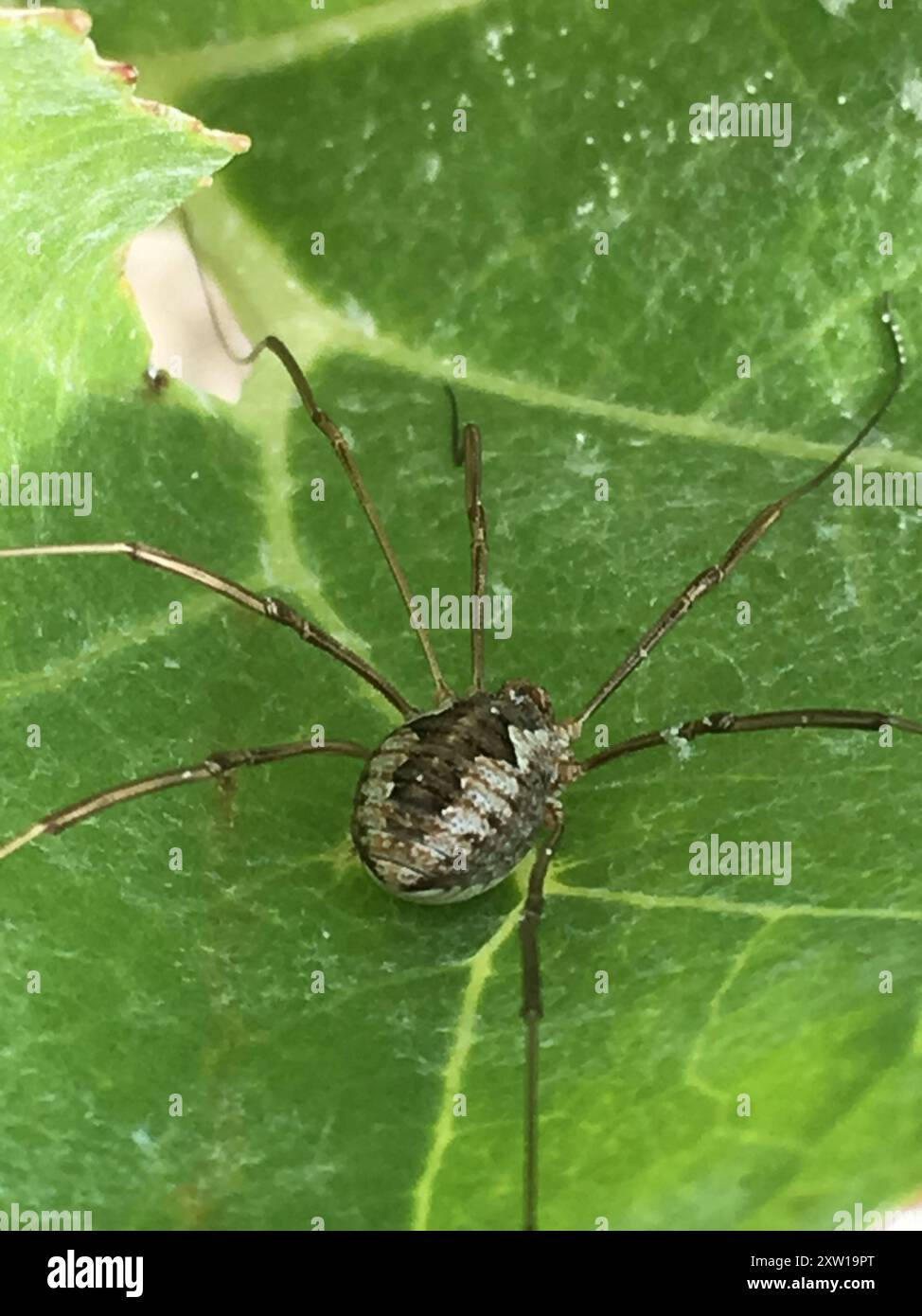 European Harvestman (Phalangium opilio) Arachnida Stock Photo - Alamy
