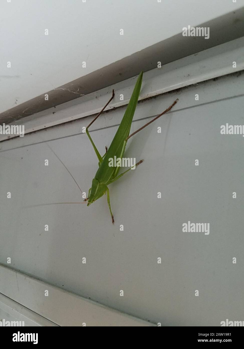 Common Coneheads (Neoconocephalus) Insecta Stock Photo - Alamy