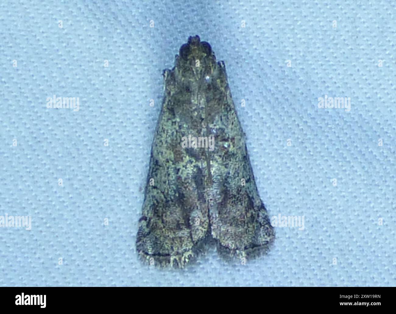 Maple Webworm Moth (Pococera asperatella) Insecta Stock Photo - Alamy