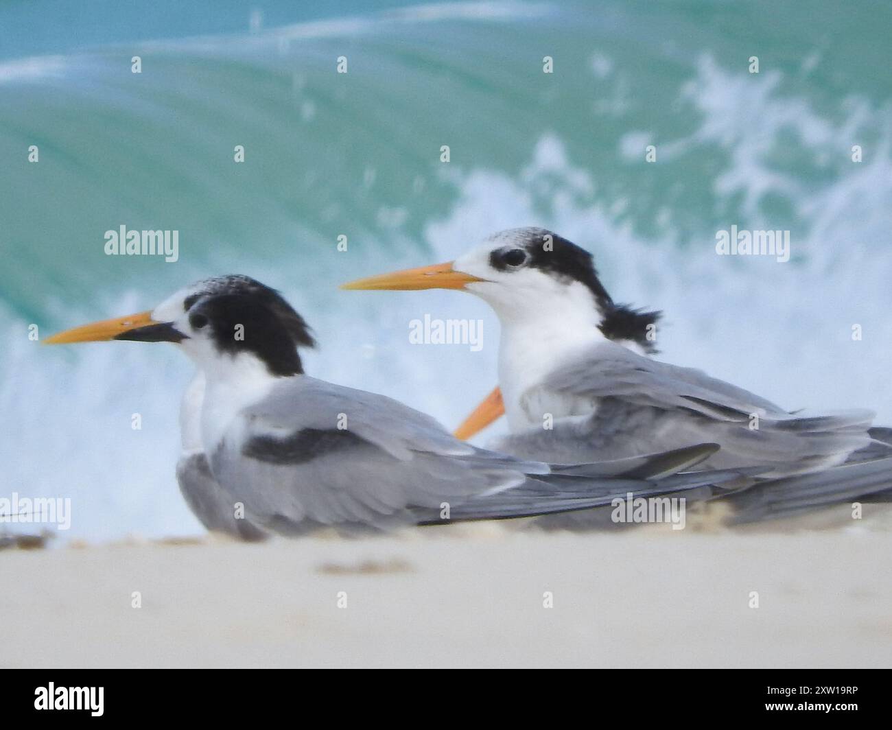 Lesser Crested Tern (Thalasseus bengalensis) Aves Stock Photo - Alamy