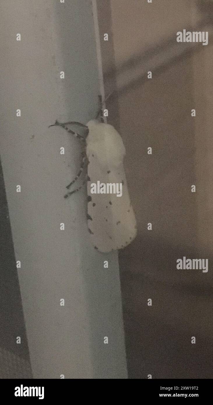 Salt Marsh Moth (Estigmene acrea) Insecta Stock Photo - Alamy