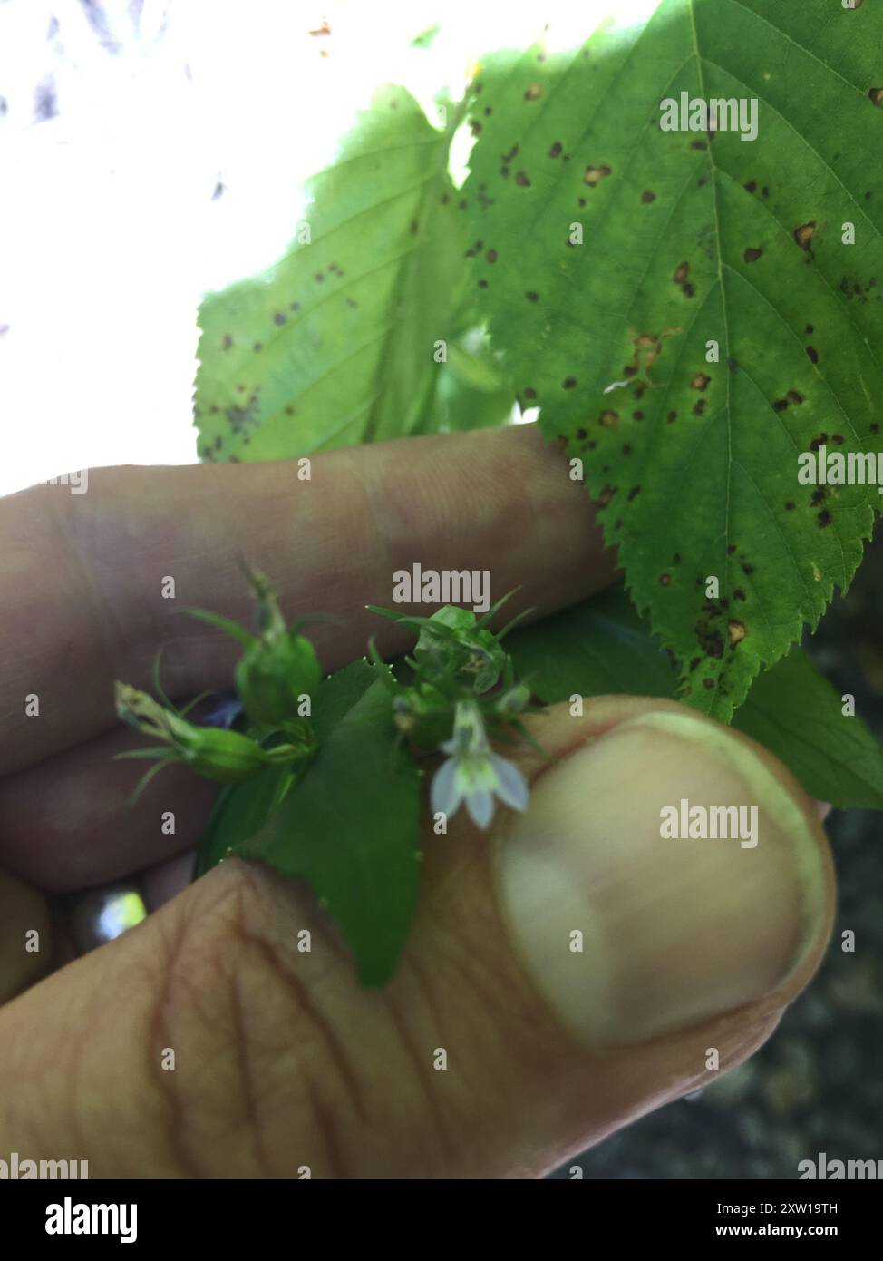 Indian tobacco (Lobelia inflata) Plantae Stock Photo - Alamy