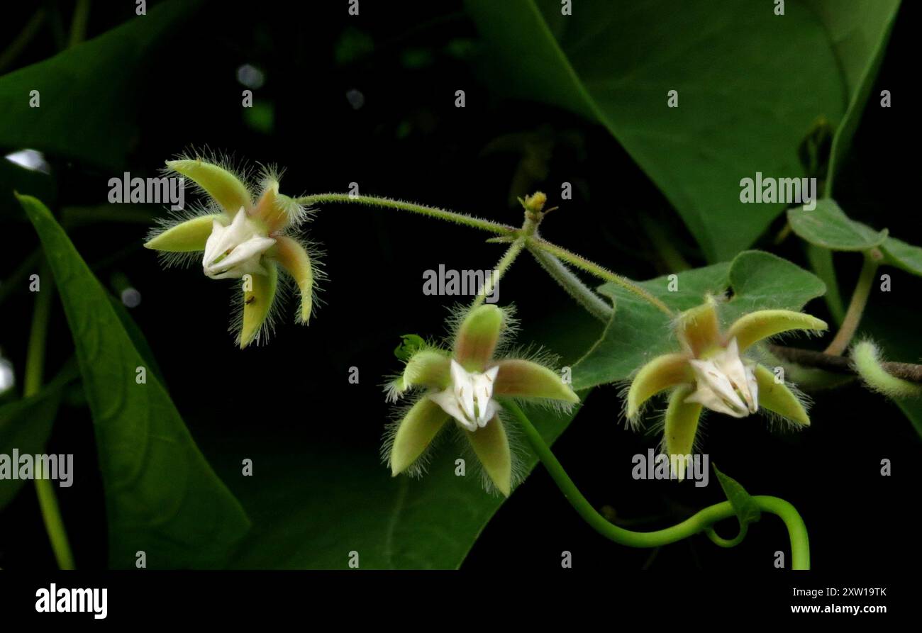 Trellis-vine (Pergularia daemia) Plantae Stock Photo - Alamy