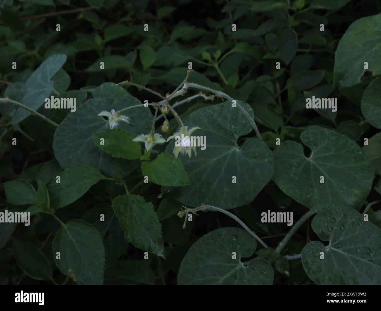 Trellis-vine (Pergularia daemia) Plantae Stock Photo - Alamy