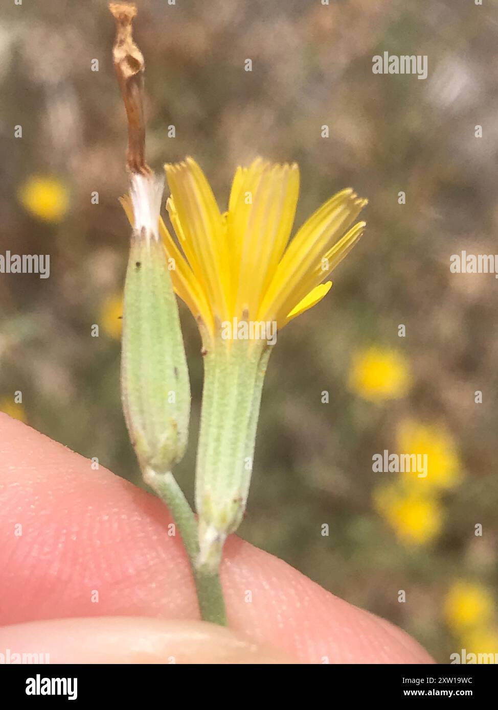 Rush Skeletonweed (Chondrilla juncea) Plantae Stock Photo - Alamy