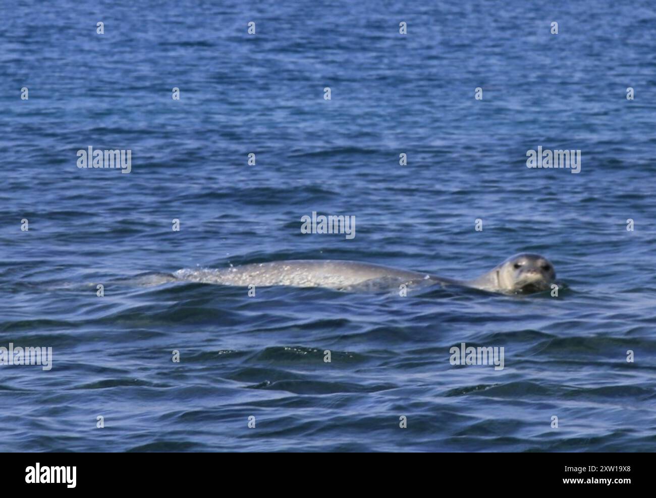 Mediterranean Monk Seal (Monachus monachus) Mammalia Stock Photo - Alamy