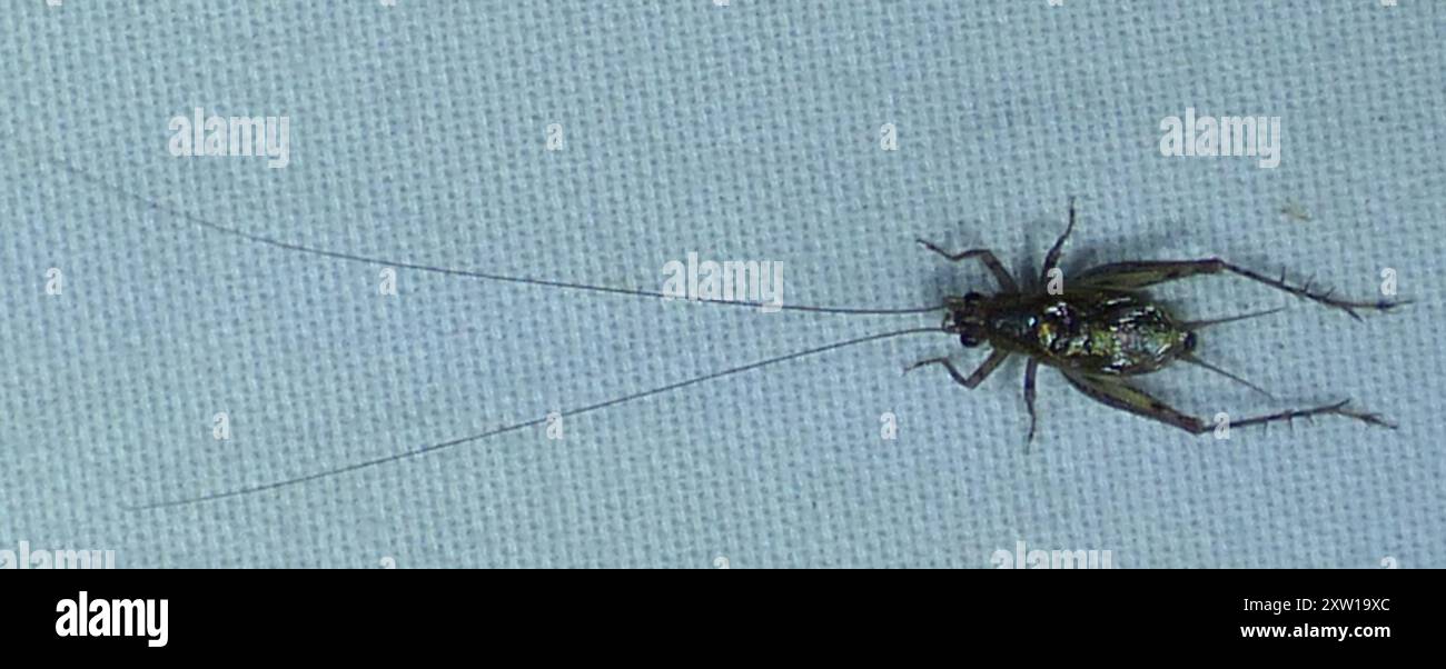 Trigs, Sword-tailed Crickets, and Ground Crickets (Trigonidiidae ...