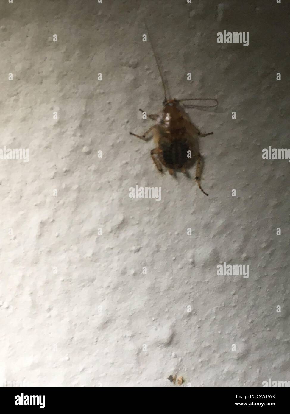 Tawny Cockroach (Ectobius pallidus) Insecta Stock Photo - Alamy