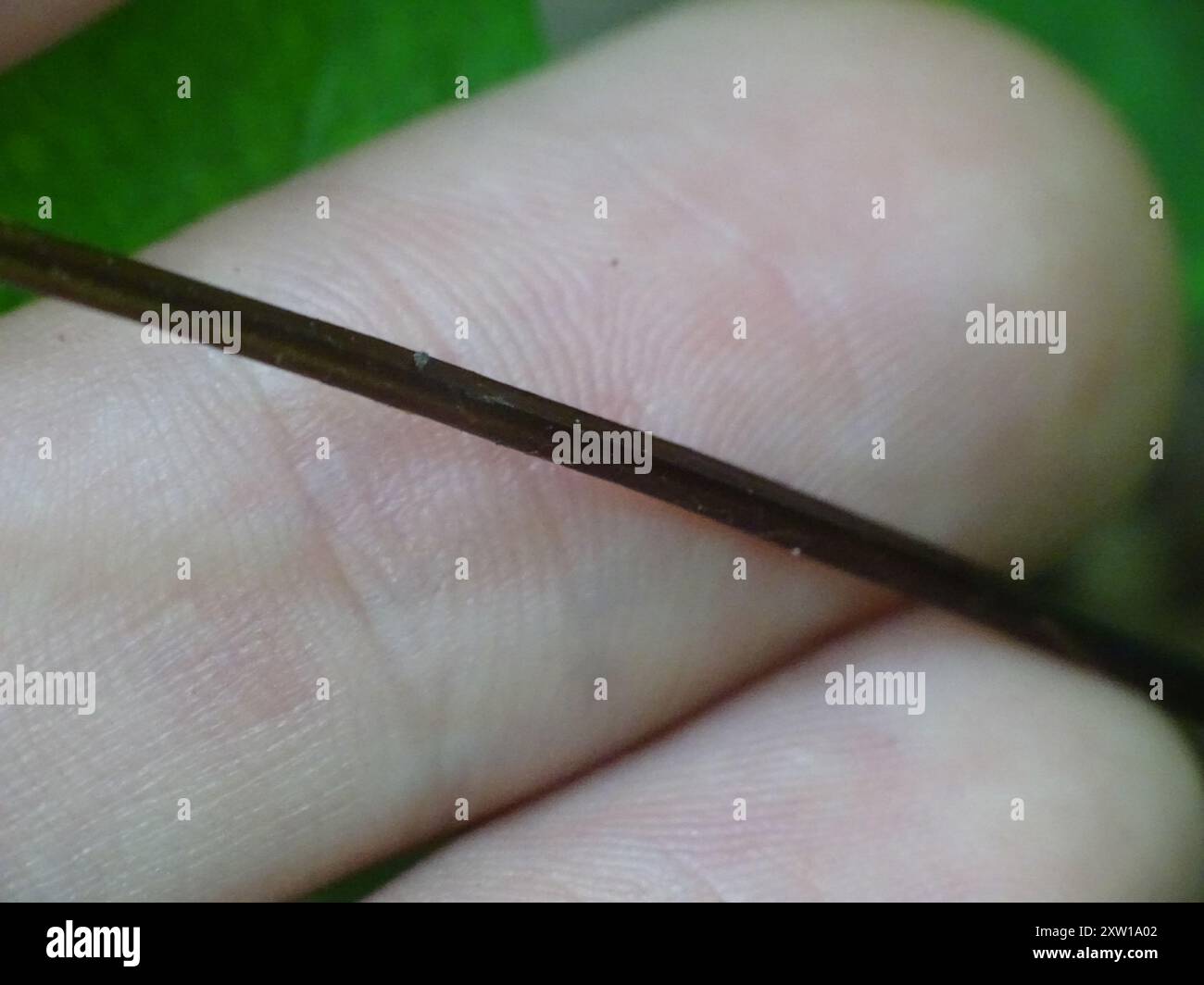 Mackay's Fragile Fern (Cystopteris tenuis) Plantae Stock Photo - Alamy