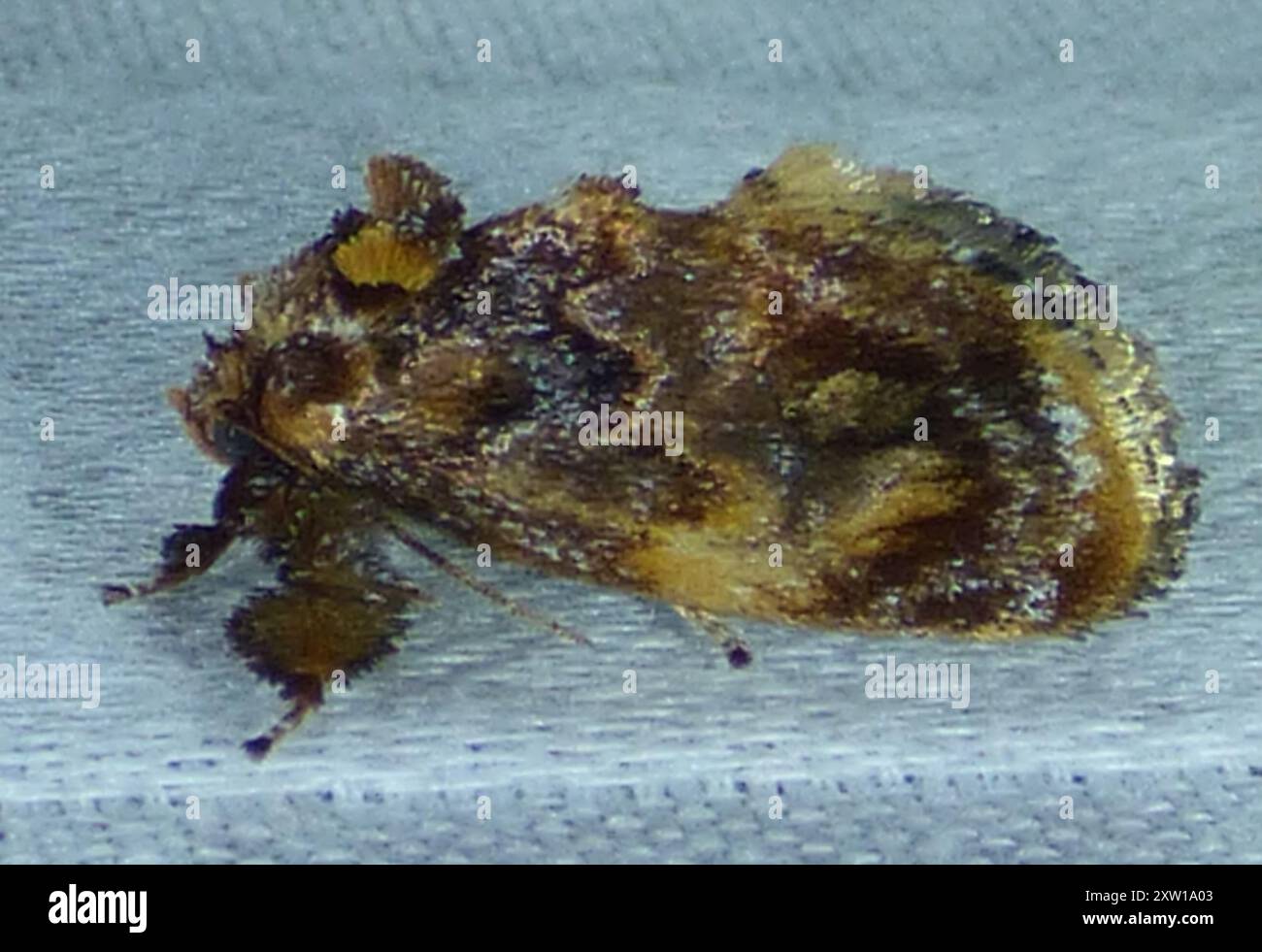 Spun Glass Slug Moth (Isochaetes beutenmuelleri) Insecta Stock Photo ...