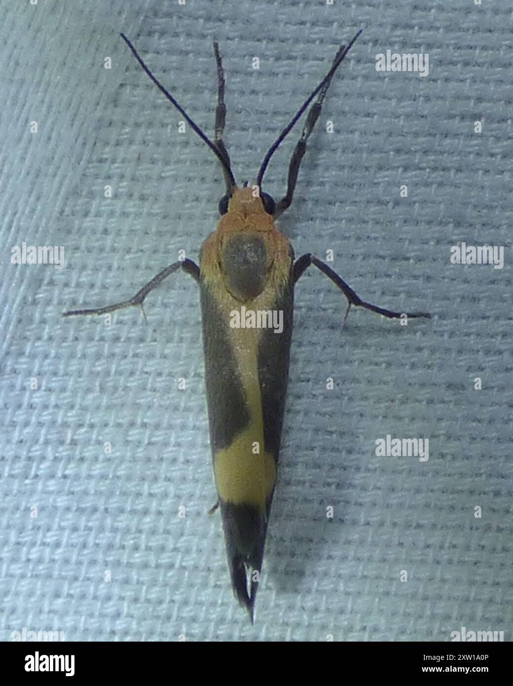 Lead-colored Lichen Moth (Cisthene plumbea) Insecta Stock Photo - Alamy