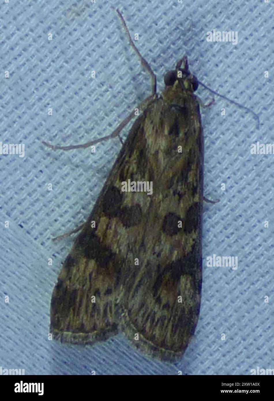 Lucerne Moth (Nomophila nearctica) Insecta Stock Photo - Alamy