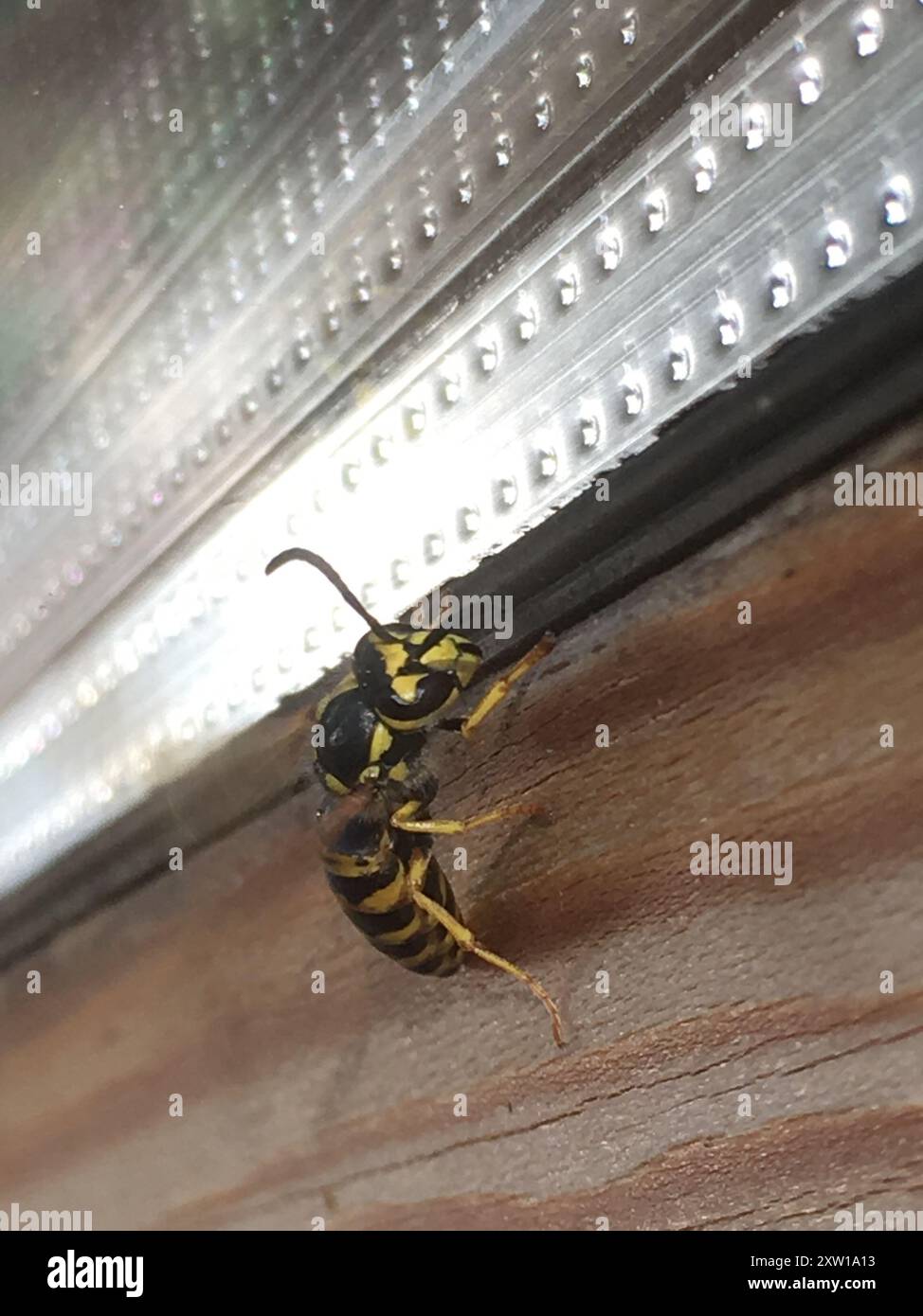 German Yellowjacket (Vespula germanica) Insecta Stock Photo - Alamy