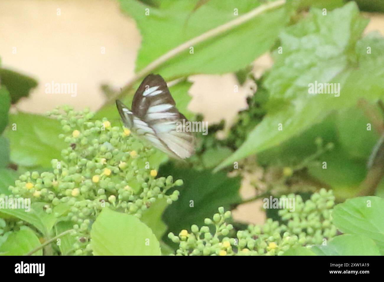 Chocolate Albatross (Appias lyncida) Insecta Stock Photo - Alamy