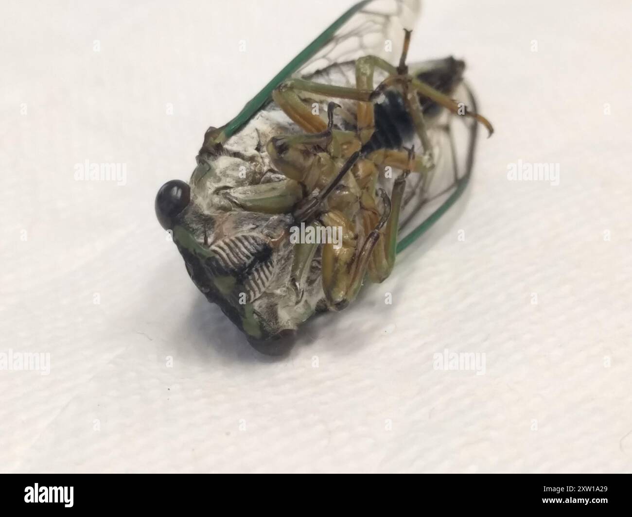 Linne's Cicada (Neotibicen linnei) Insecta Stock Photo - Alamy