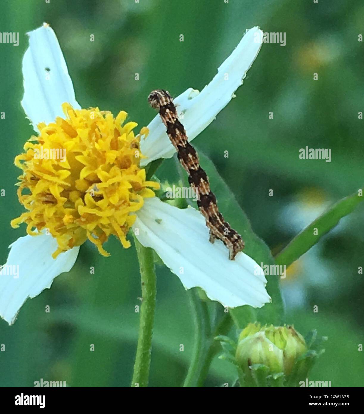 Geometer Moths (Geometridae) Insecta Stock Photo - Alamy