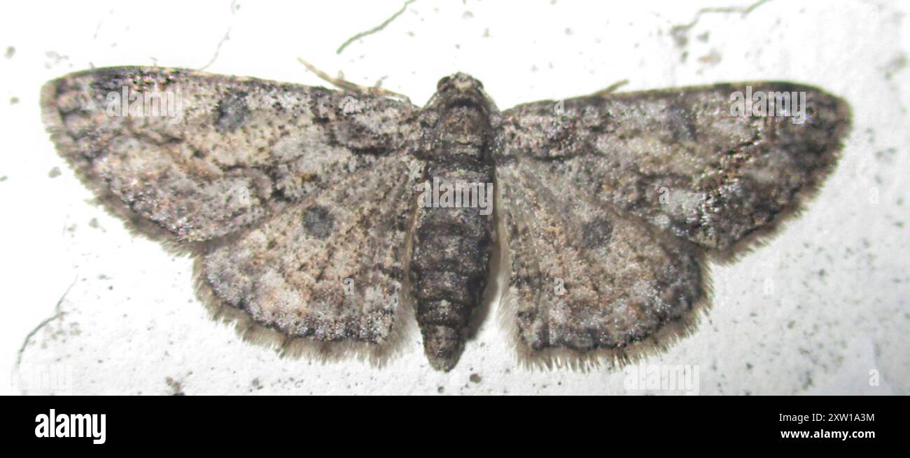 Geometer Moths (Geometridae) Insecta Stock Photo - Alamy