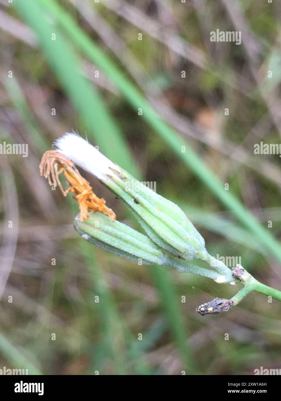 Rush Skeletonweed (Chondrilla juncea) Plantae Stock Photo - Alamy