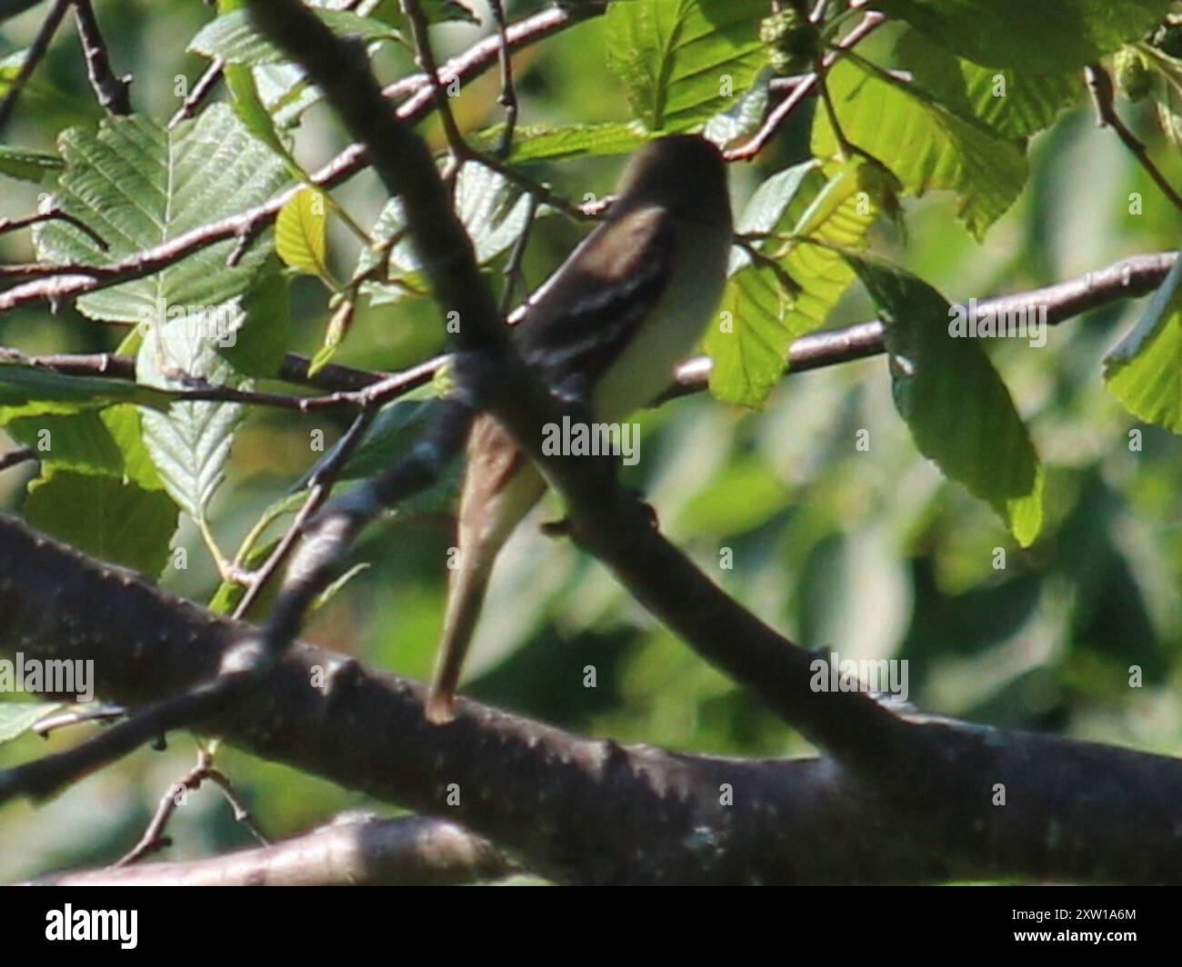 Empidonax Flycatchers (Empidonax) Aves Stock Photo - Alamy