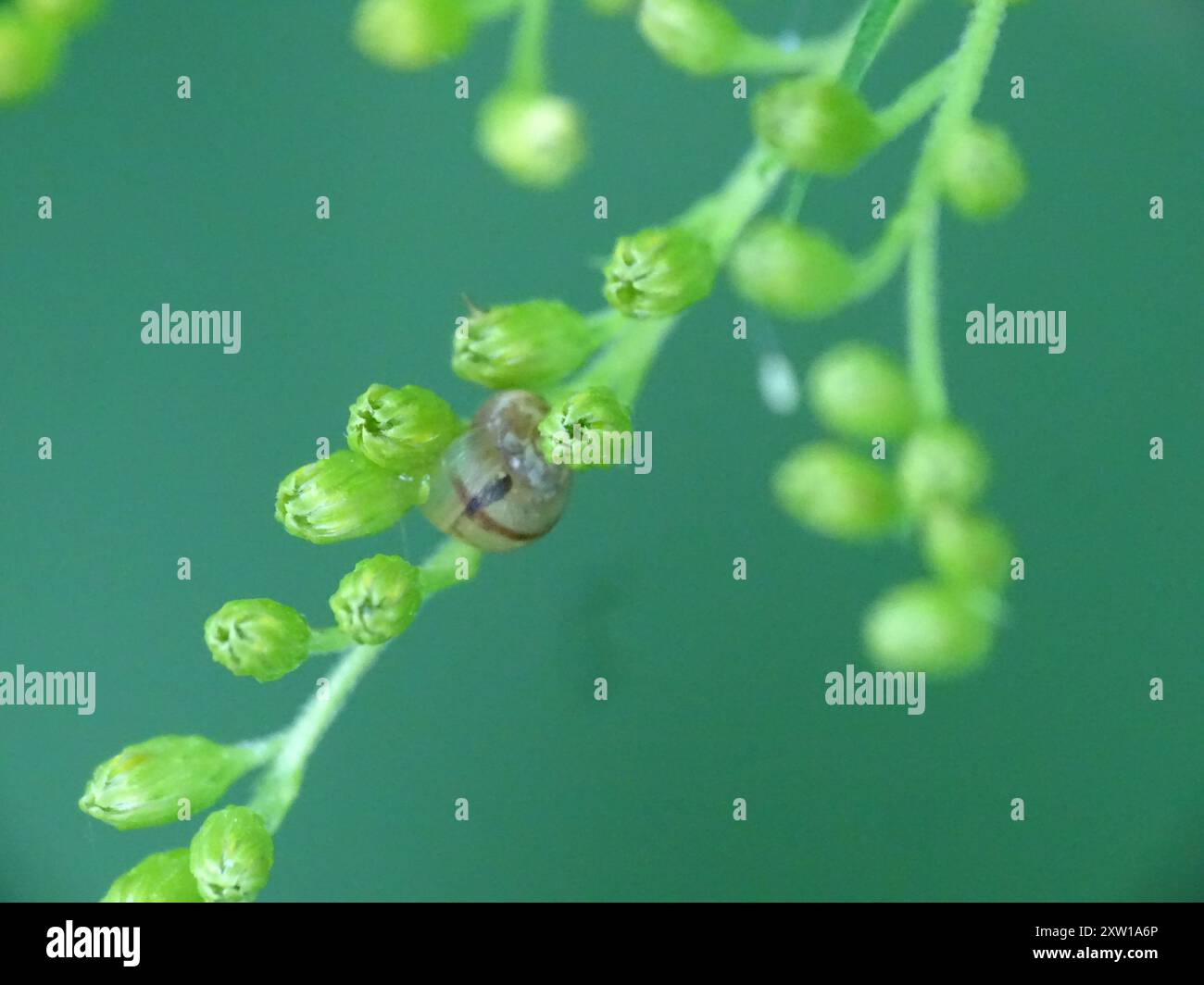 Common Land Snails and Slugs (Stylommatophora) Mollusca Stock Photo - Alamy