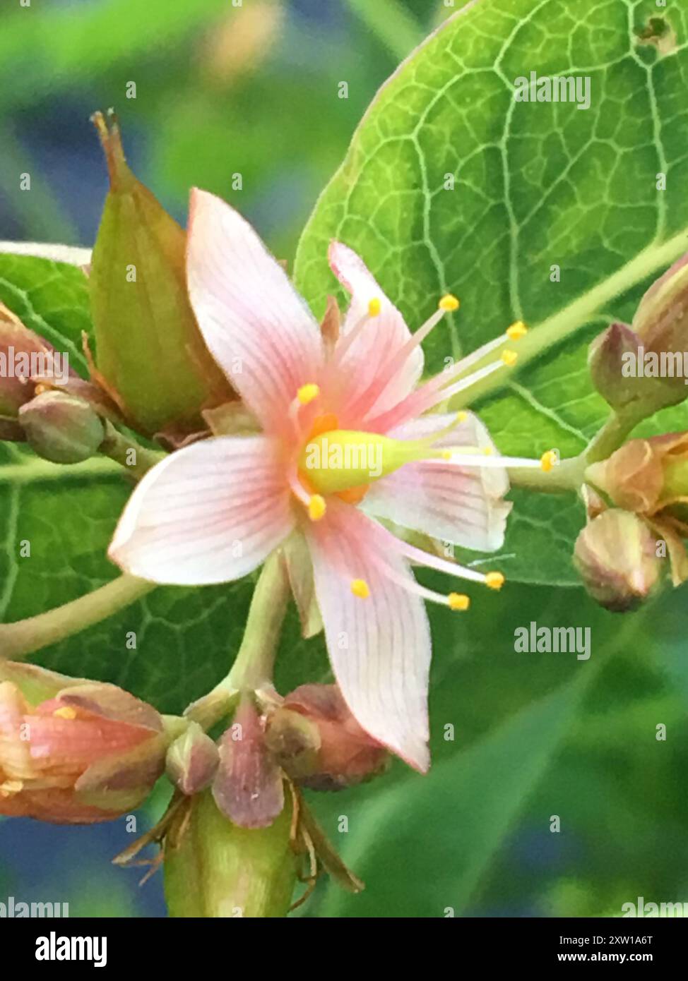 Virginia marsh St. John's-wort (Hypericum virginicum) Plantae Stock ...