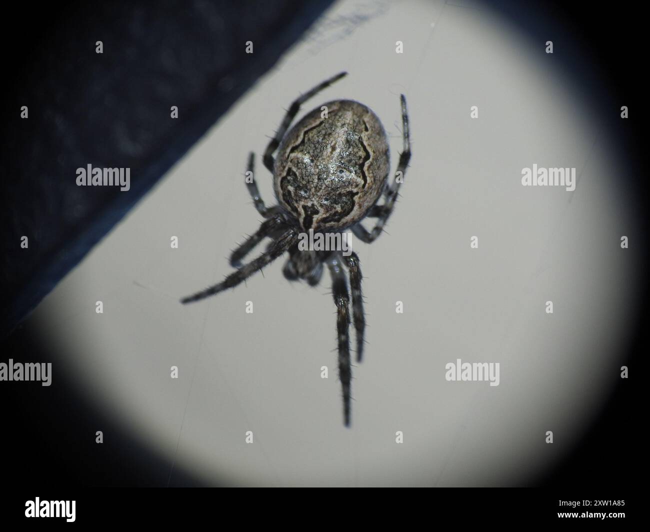 Grey Cross Spider (Larinioides sclopetarius) Arachnida Stock Photo - Alamy