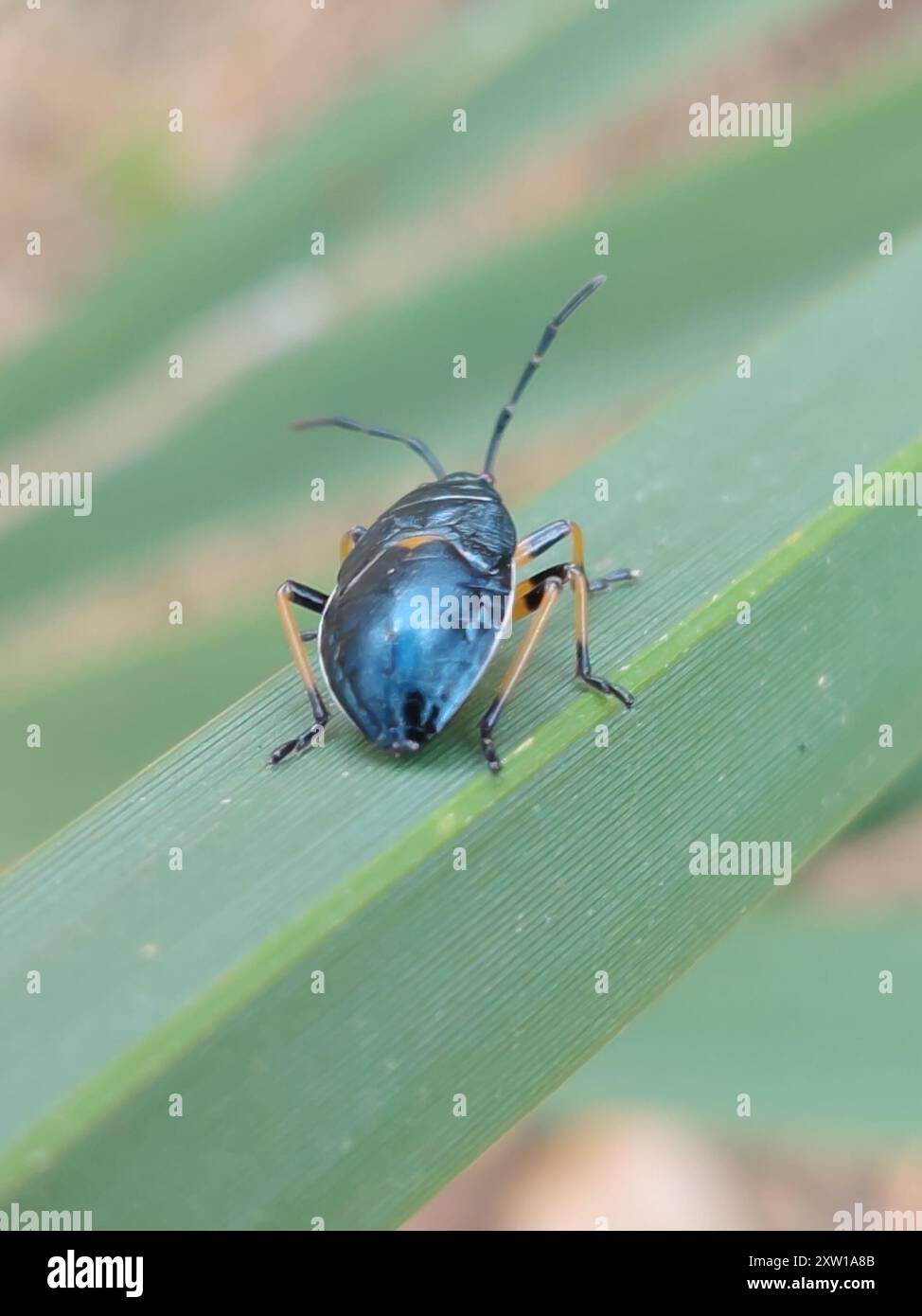 Eastern Bordered Plant Bug (Largus succinctus) Insecta Stock Photo - Alamy
