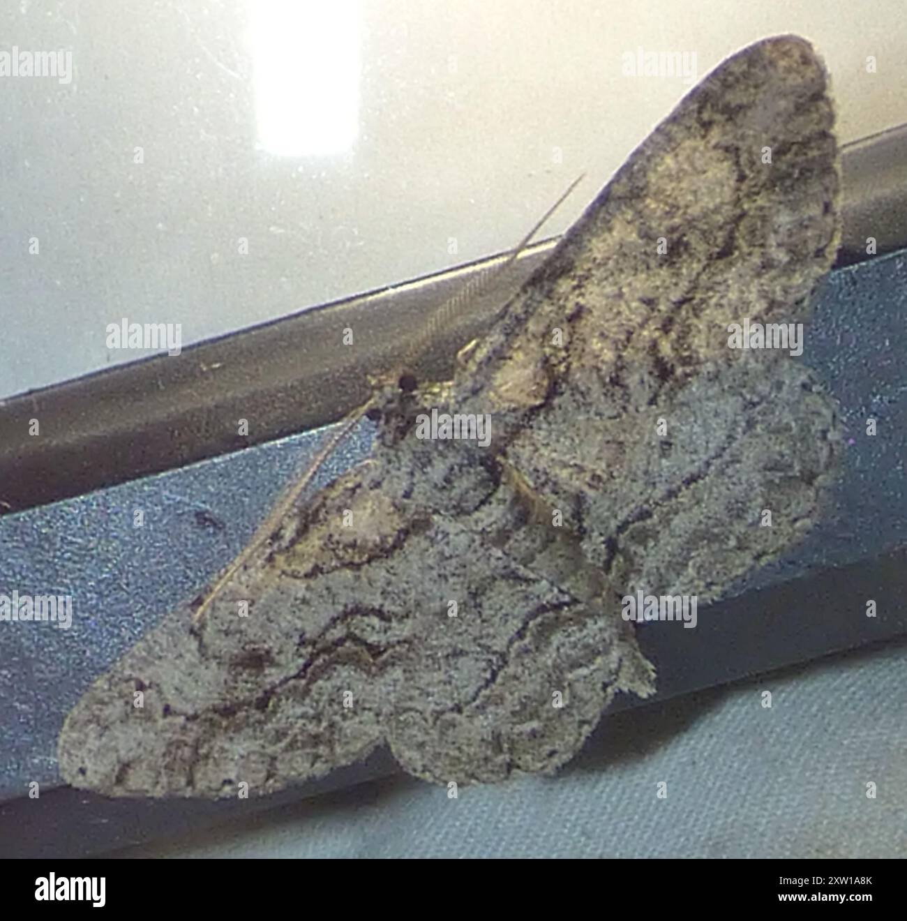 North American Common Gray (Anavitrinella pampinaria) Insecta Stock Photo - Alamy