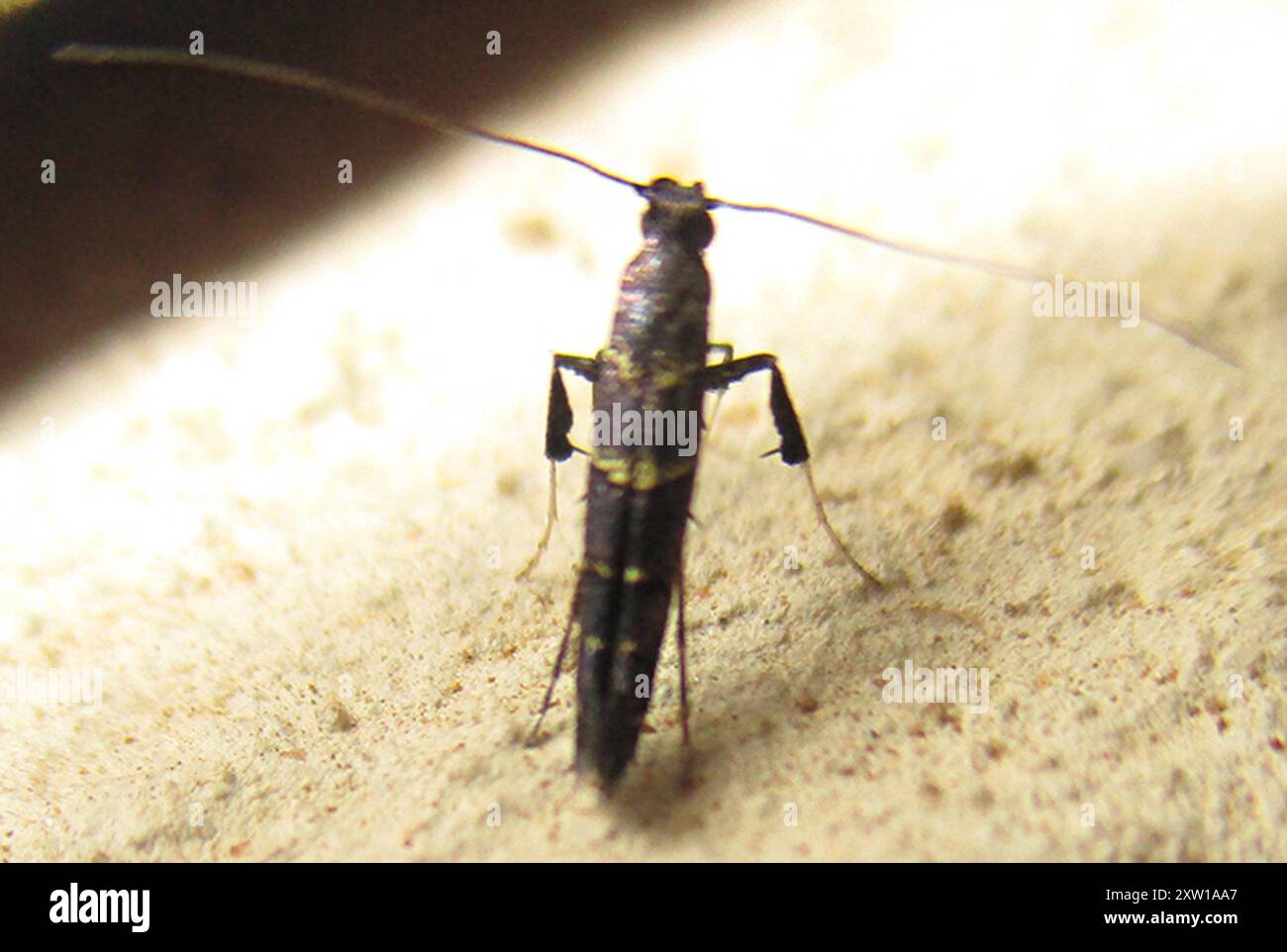 Leaf Blotch Miner Moths (Gracillariidae) Insecta Stock Photo - Alamy