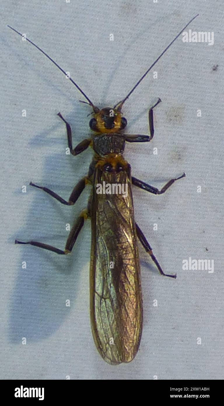 Common Stoneflies (Perlidae) Insecta Stock Photo - Alamy