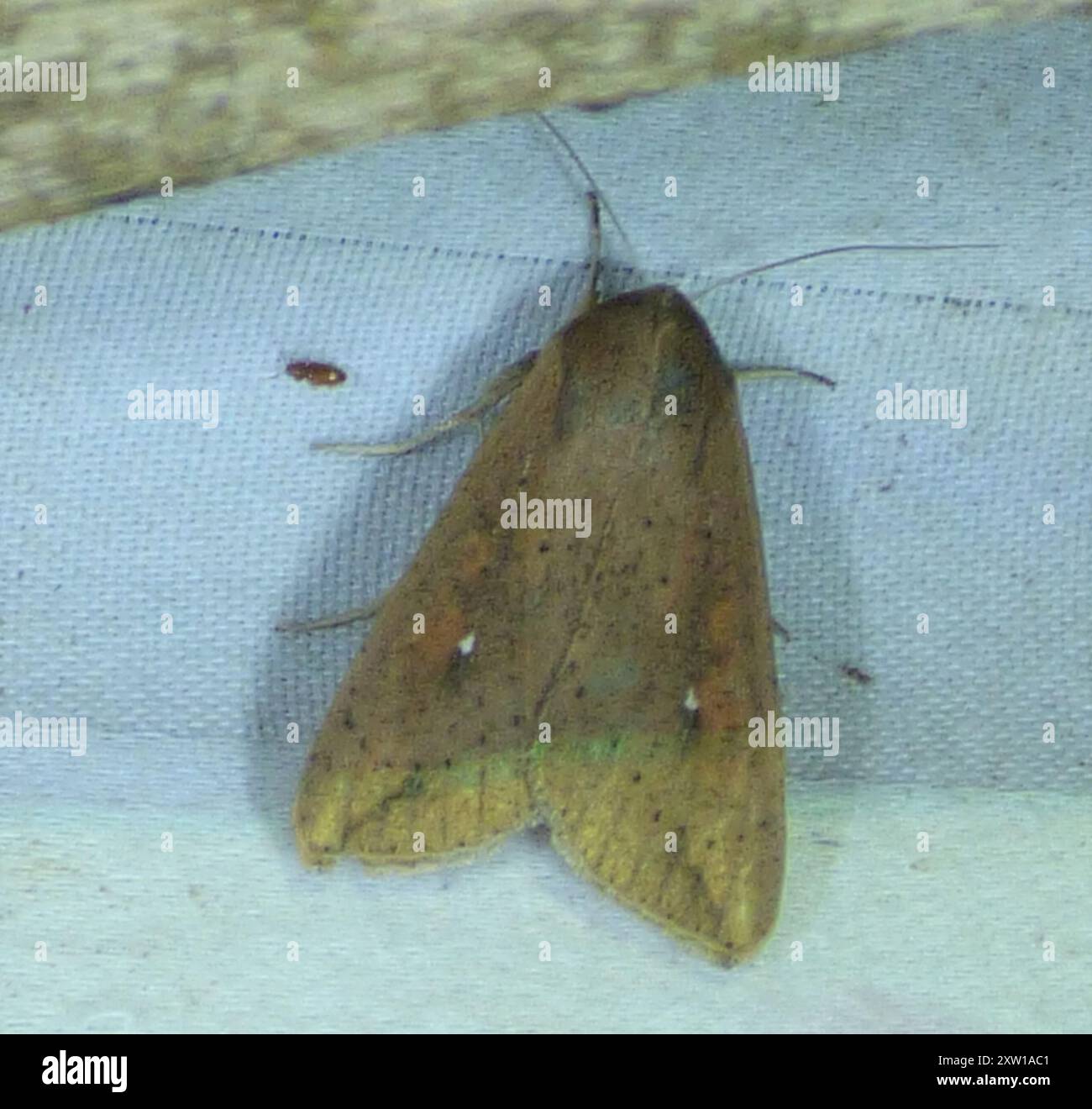 White-speck Moth (Mythimna unipuncta) Insecta Stock Photo - Alamy