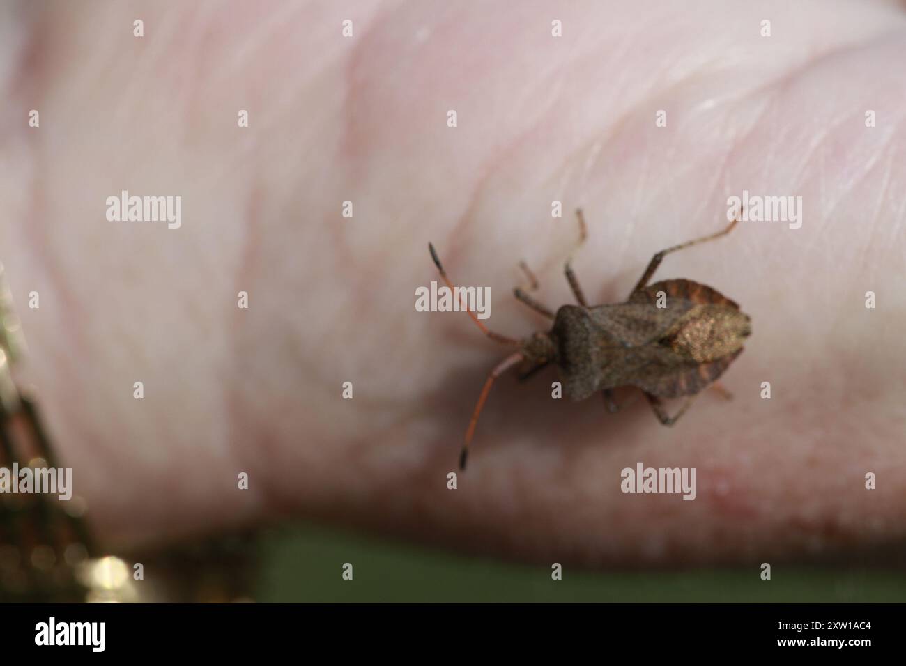 Dock Bug (Coreus marginatus) Insecta Stock Photo - Alamy