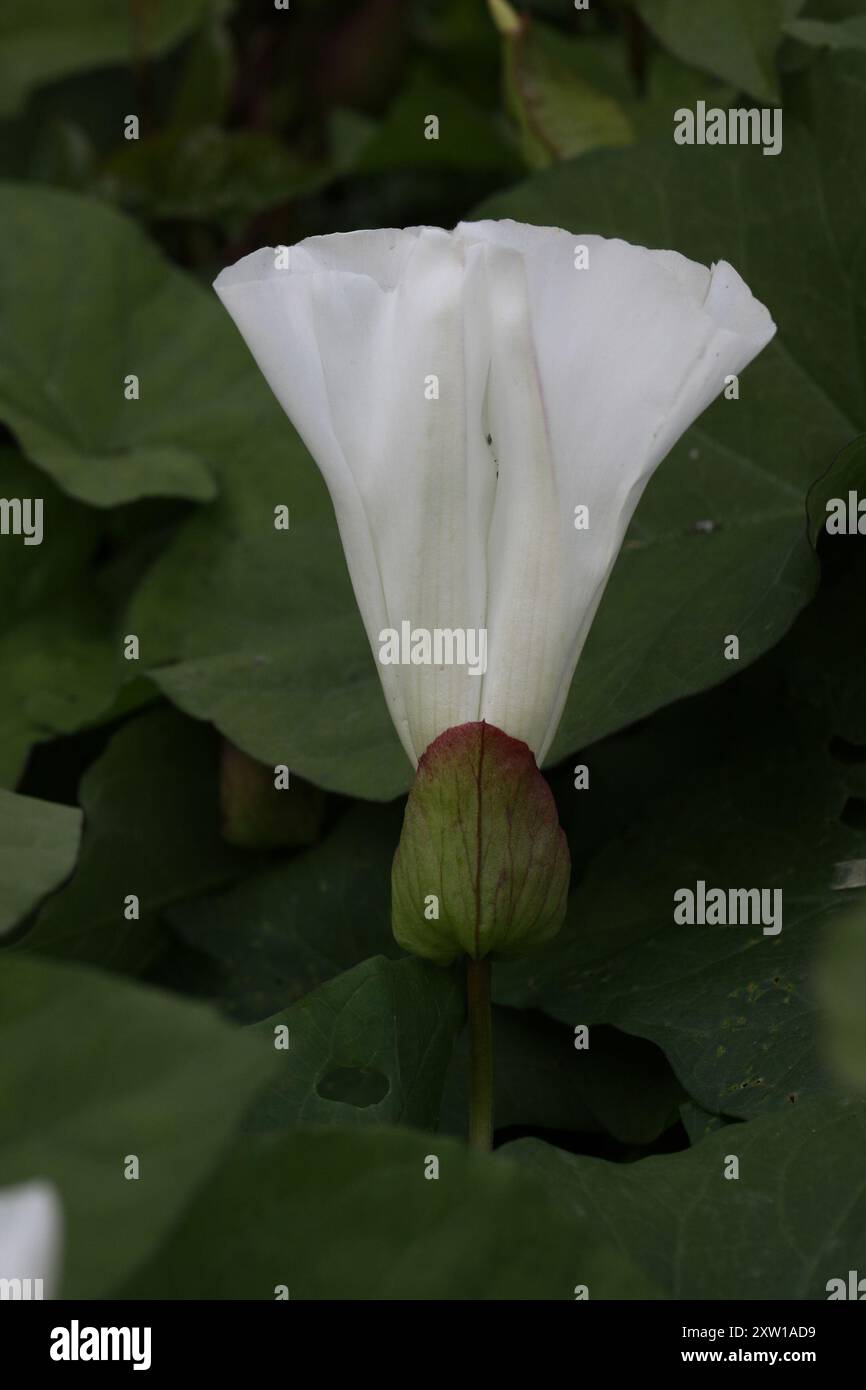 large bindweed (Calystegia silvatica) Plantae Stock Photo - Alamy