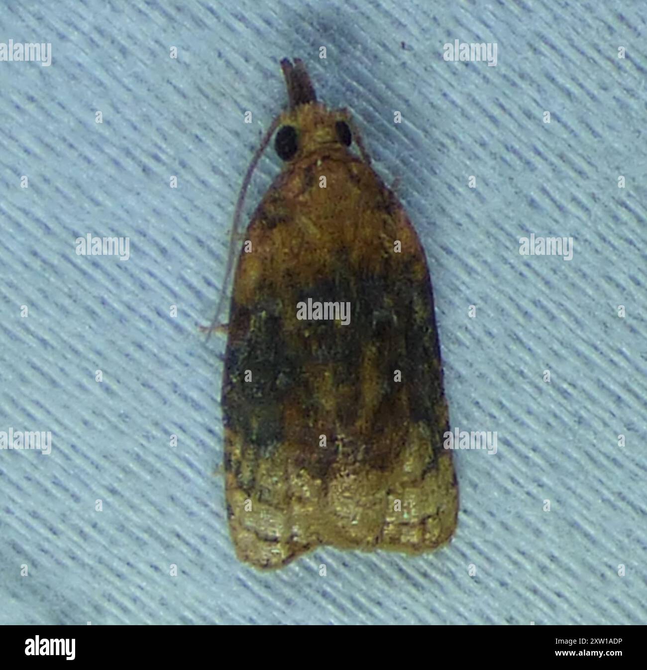 Black-shaded Platynota Moth (Platynota flavedana) Insecta Stock Photo ...