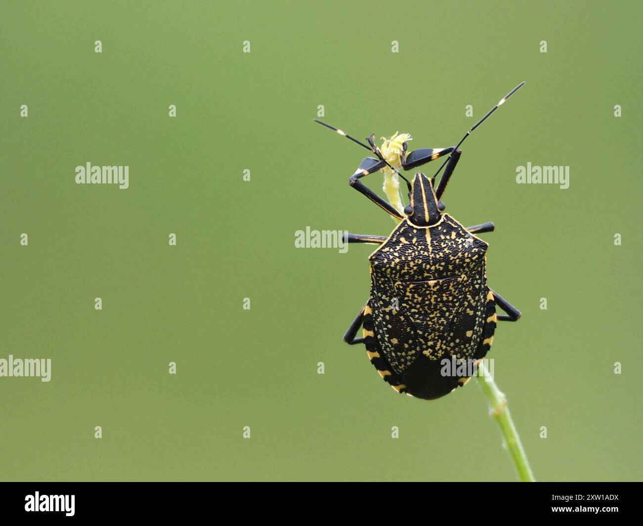 Yellow-spotted Stink Bug (Erthesina fullo) Insecta Stock Photo - Alamy