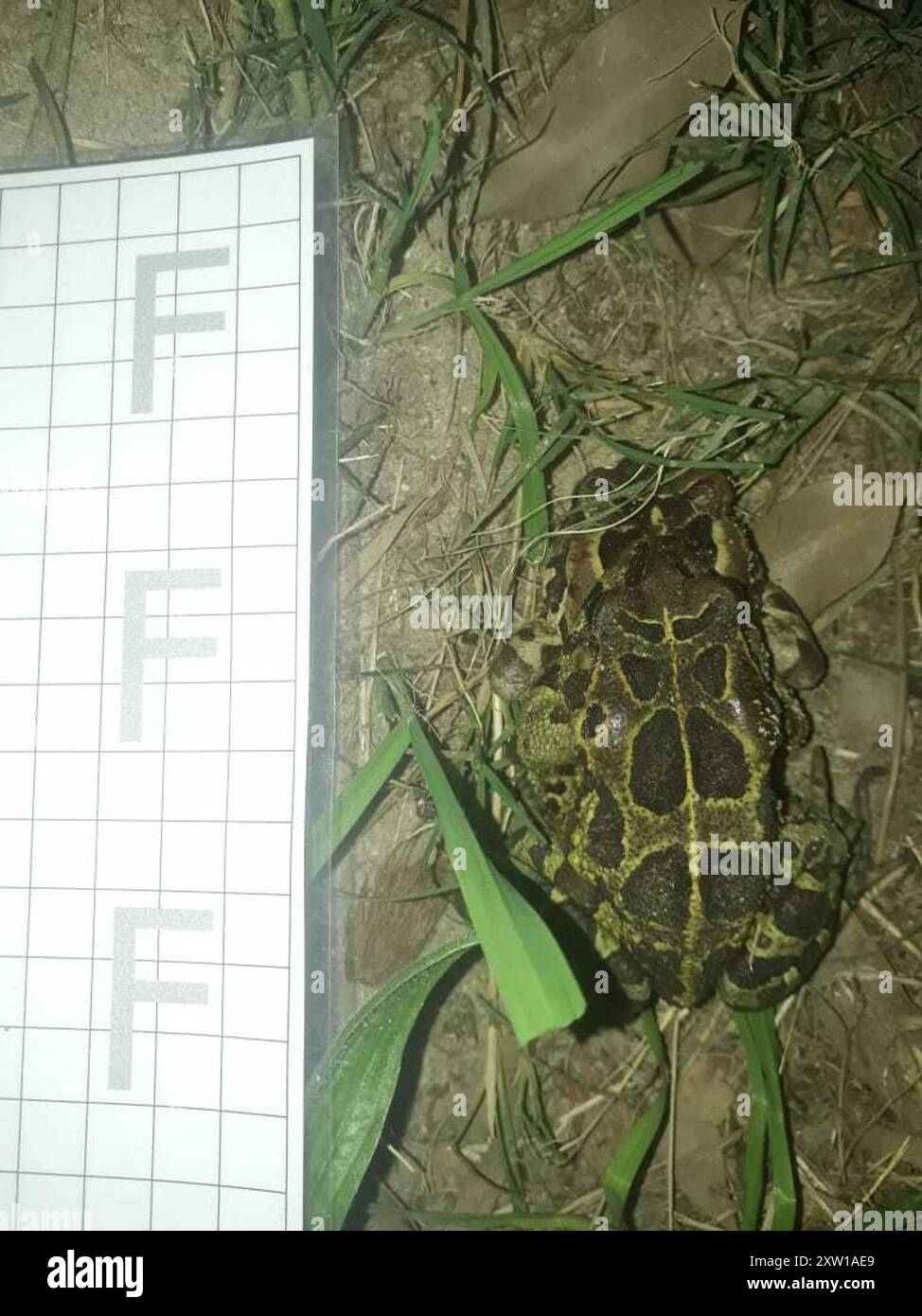 Western Leopard Toad (Sclerophrys pantherina) Amphibia Stock Photo - Alamy