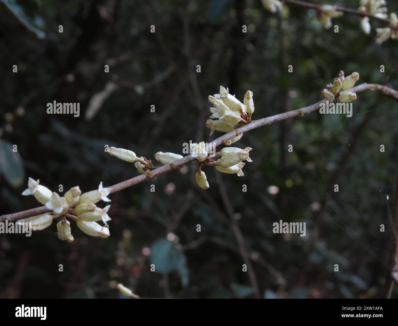 (Elaeagnus conferta) Plantae Stock Photo - Alamy