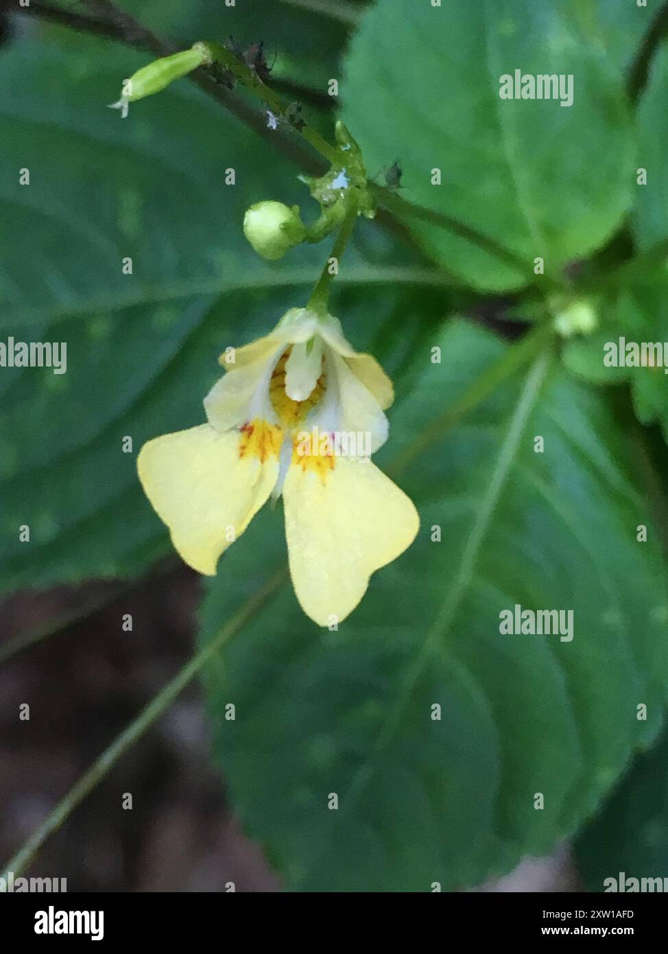 small balsam (Impatiens parviflora) Plantae Stock Photo - Alamy