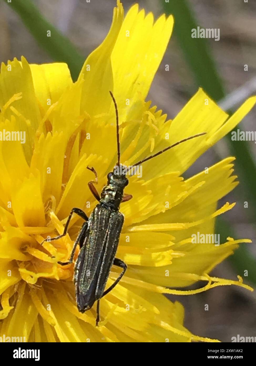 Yellow-legged Thick-legged Flower Beetle (Oedemera flavipes) Insecta ...