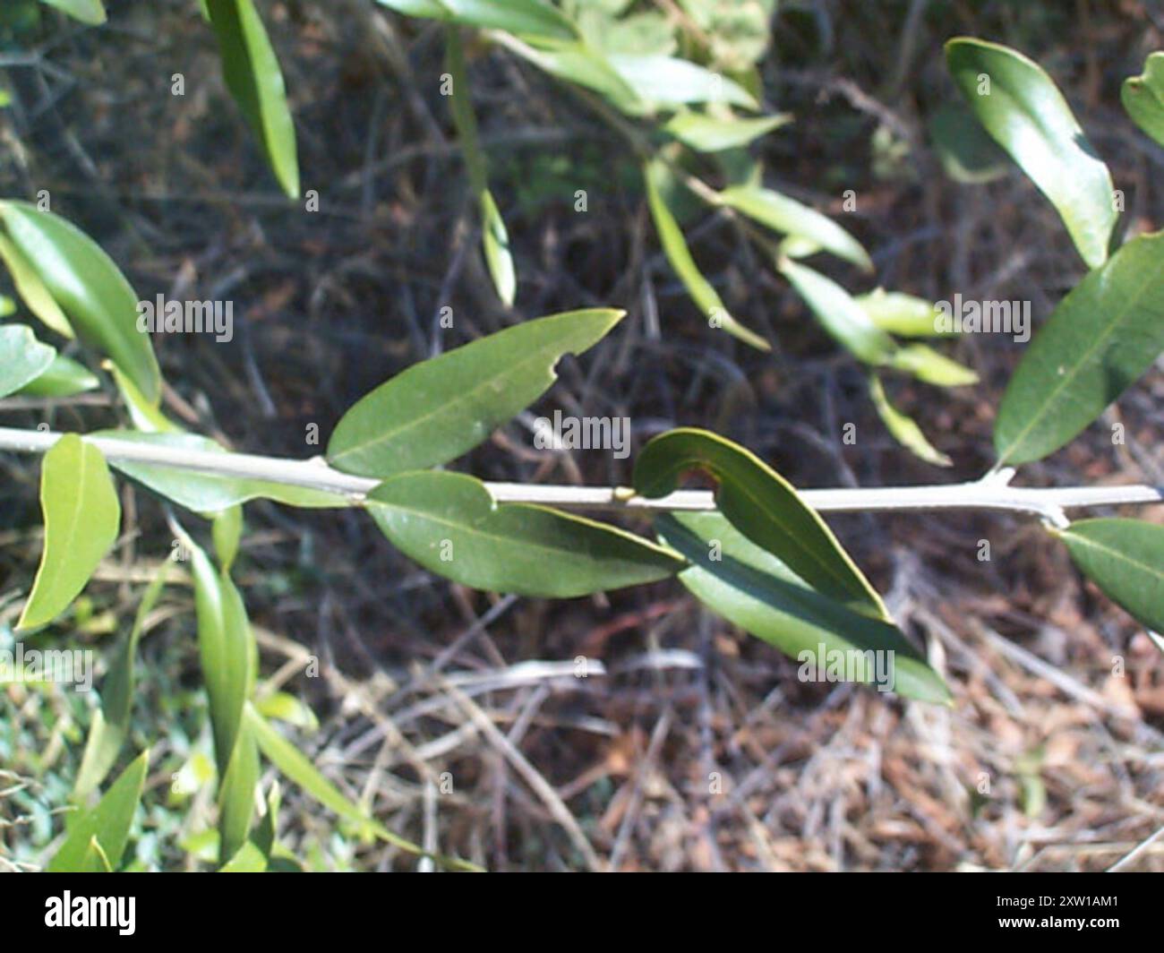 African olive (Olea europaea cuspidata) Plantae Stock Photo - Alamy