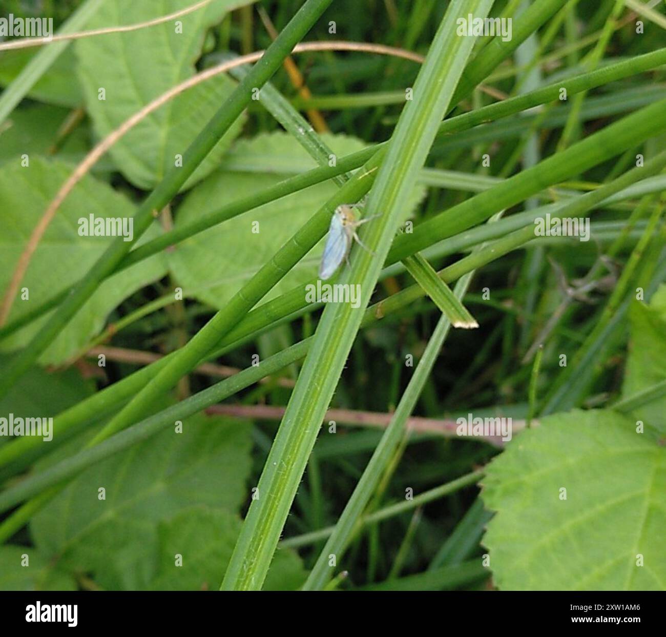 Green Leafhopper (Cicadella viridis) Insecta Stock Photo - Alamy