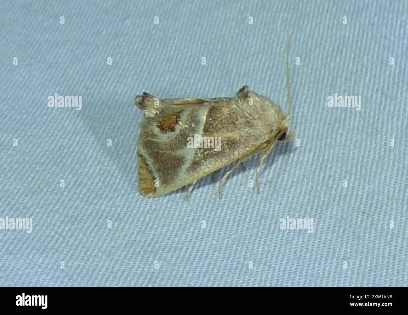 Shagreened Slug Moth (Apoda biguttata) Insecta Stock Photo - Alamy