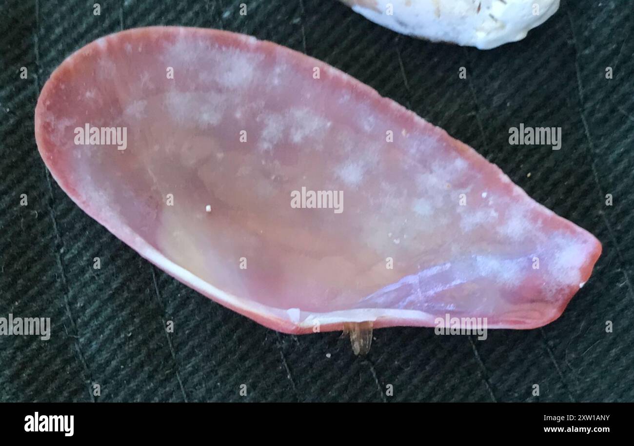 Tellins and Allies (Tellinidae) Mollusca Stock Photo - Alamy