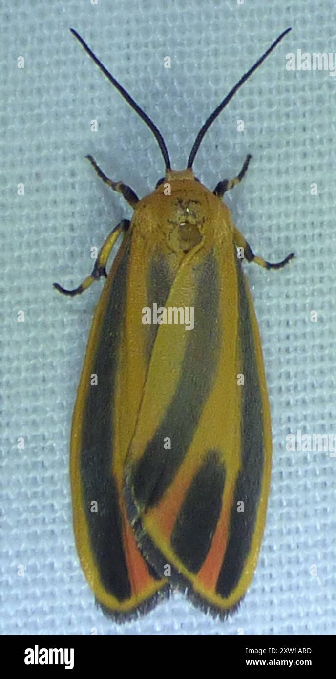 Painted Lichen Moth (Hypoprepia fucosa) Insecta Stock Photo - Alamy